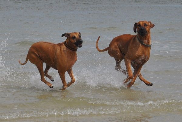 Kengali Rhodesian Ridgebacks - JETHRO