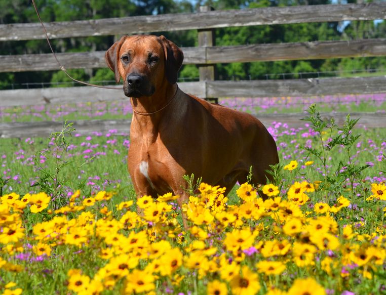 Kengali Rhodesian Ridgebacks