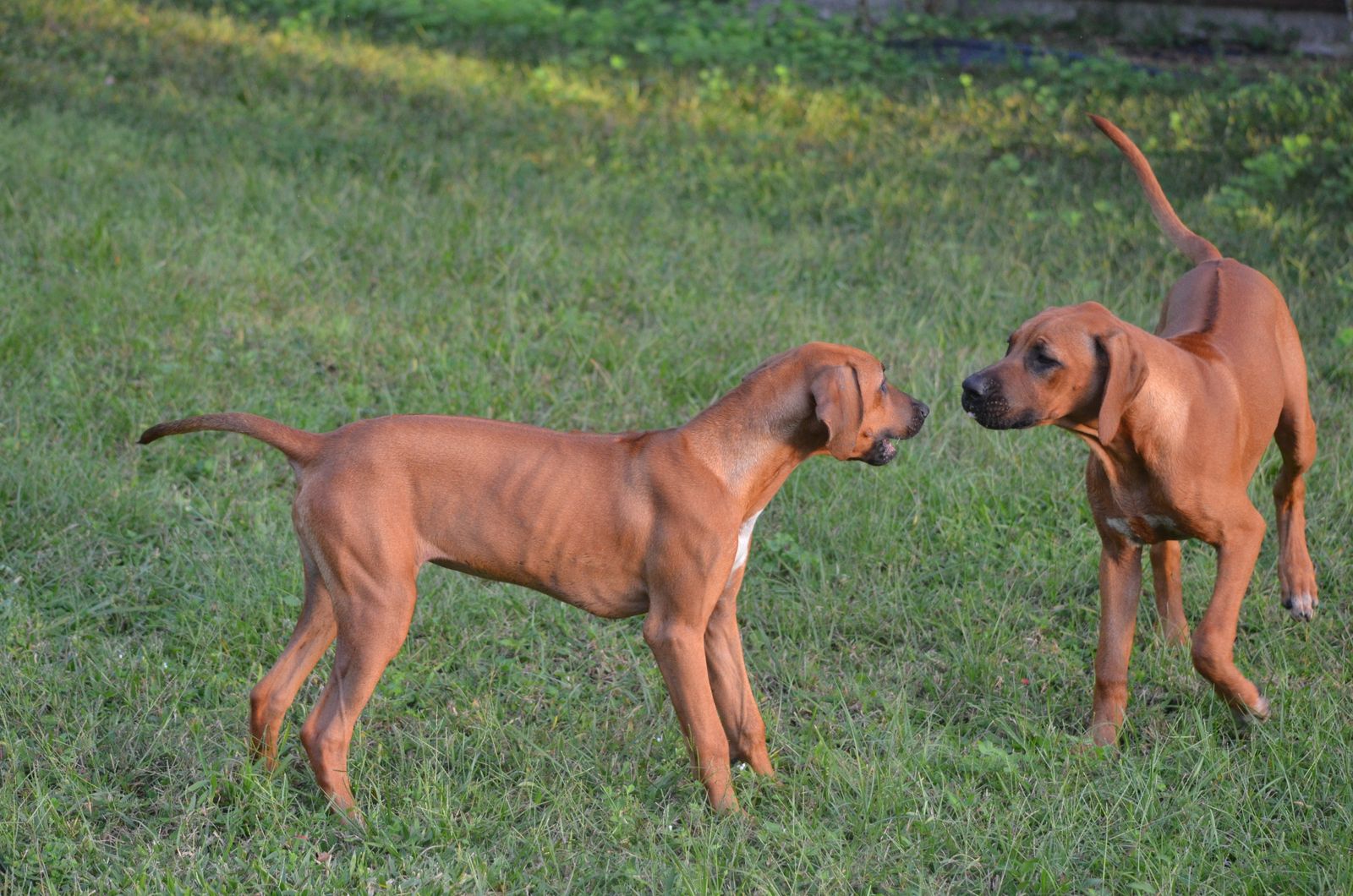 Kengali Rhodesian Ridgebacks - PUPPIES