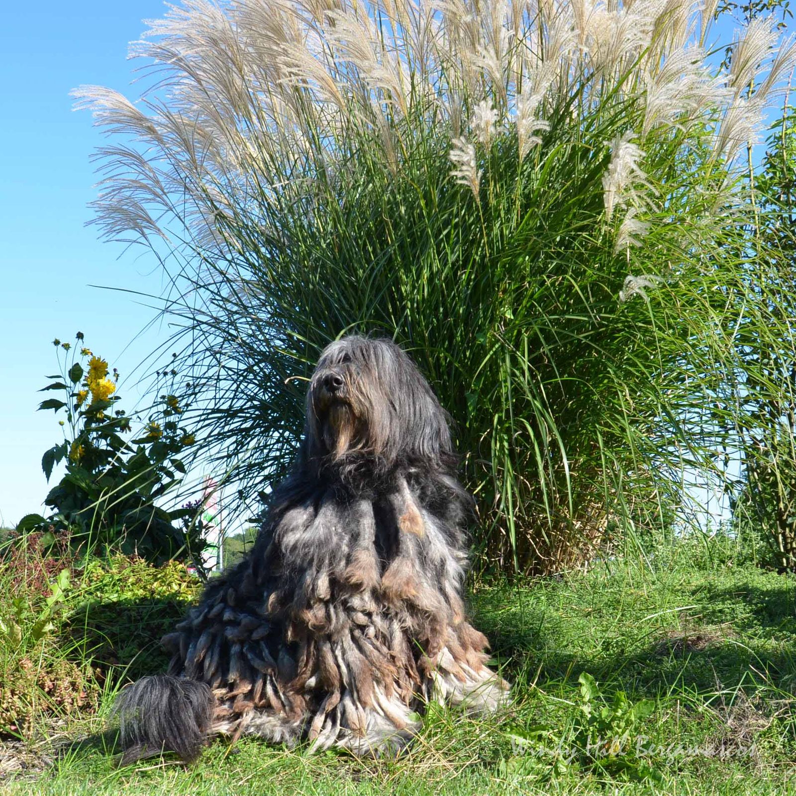 Windy Hill Bergamascos Photo Gallery