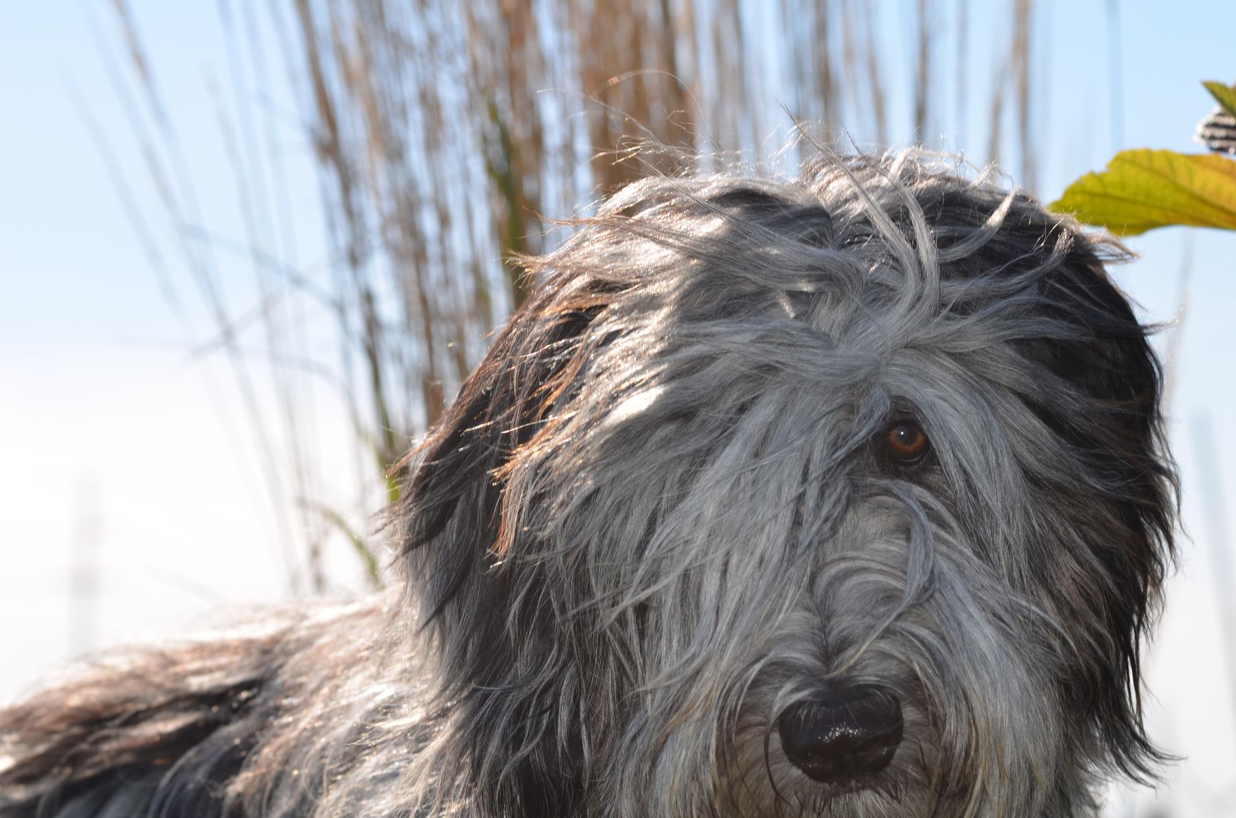 Windy Hill Bergamascos - Bergamasco the right breed?