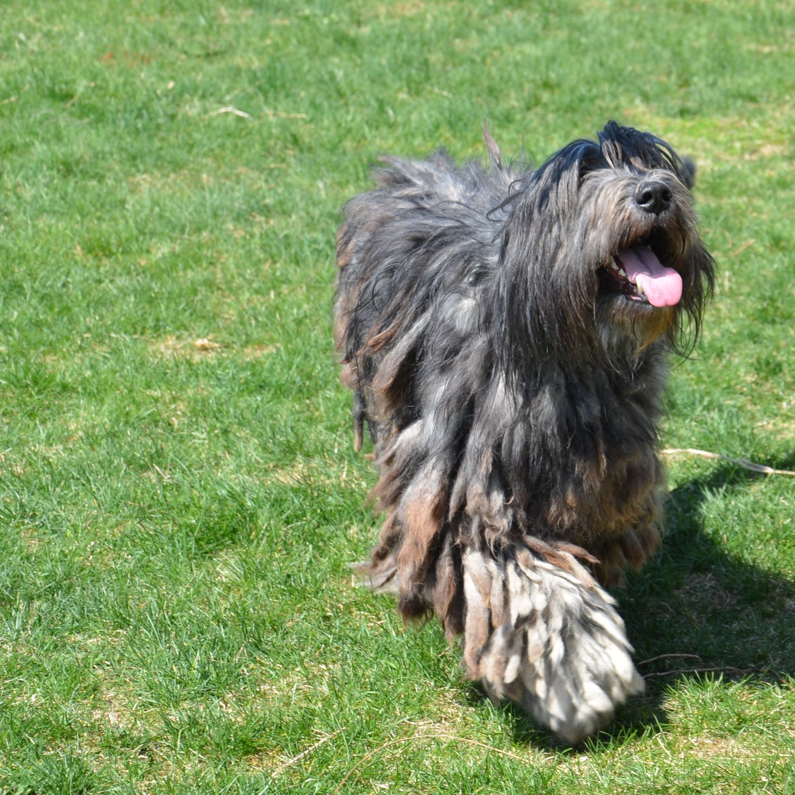 Windy Hill Bergamascos Photo Gallery