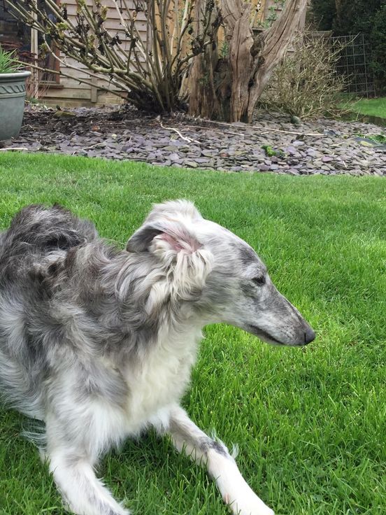 How To Properly Care For A Silken Windhound