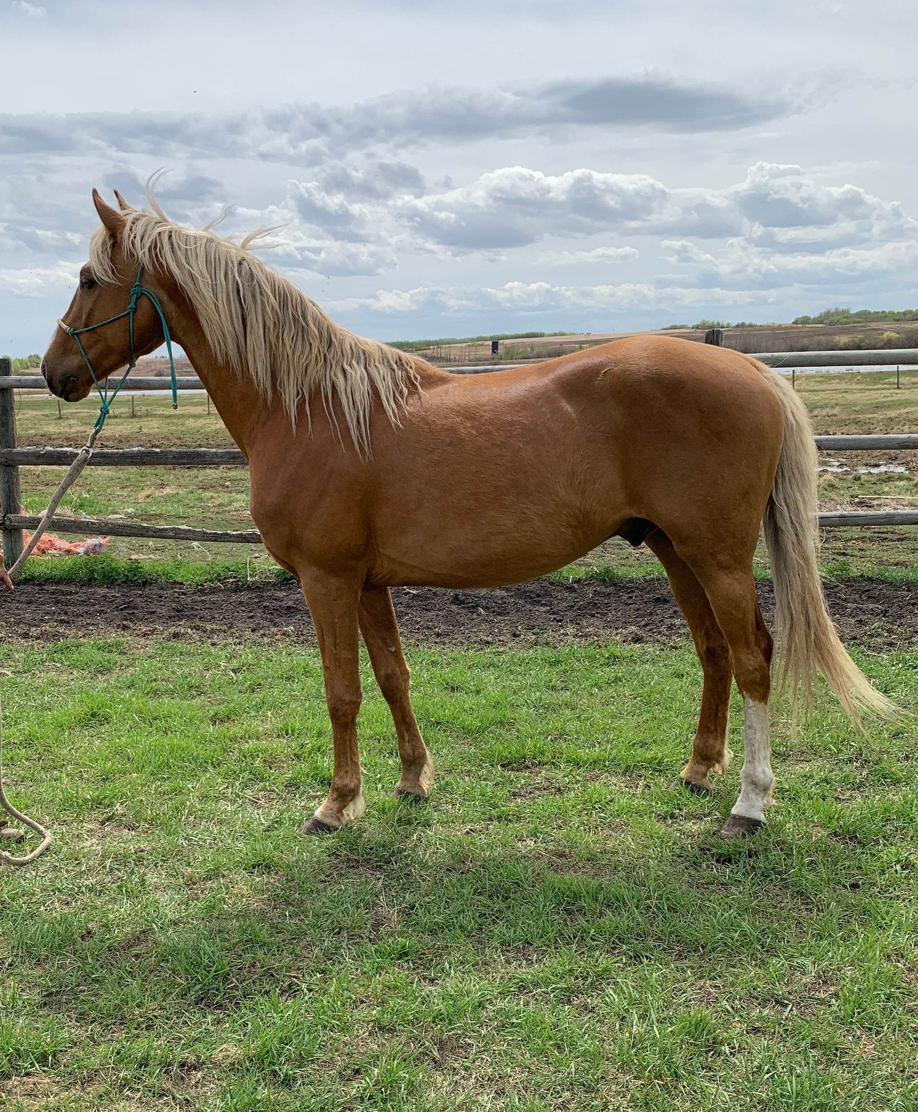 Crescentmoon Morgans - The Morgan Horse
