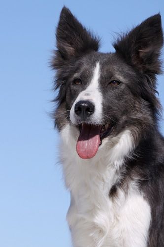 On Target Border Collies - Ocean
