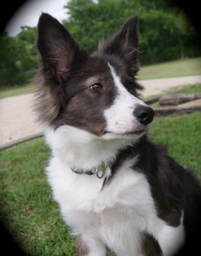 On Target Border Collies - Ocean