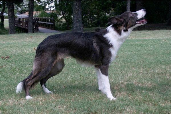 On Target Border Collies - Ocean