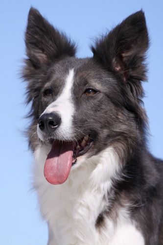 On Target Border Collies - Ocean