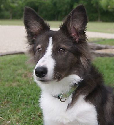 On Target Border Collies - Ocean