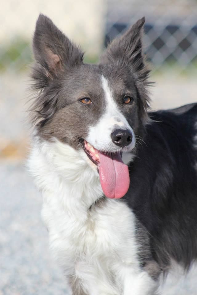On Target Border Collies - Ocean