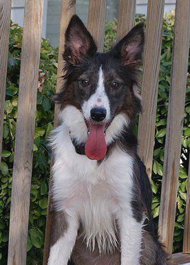 On Target Border Collies - Ocean