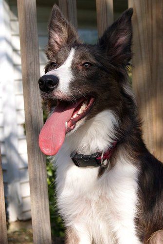 On Target Border Collies - Ocean