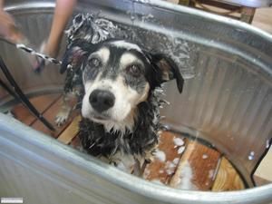 Splash Hound USA - Self-Serve Wash