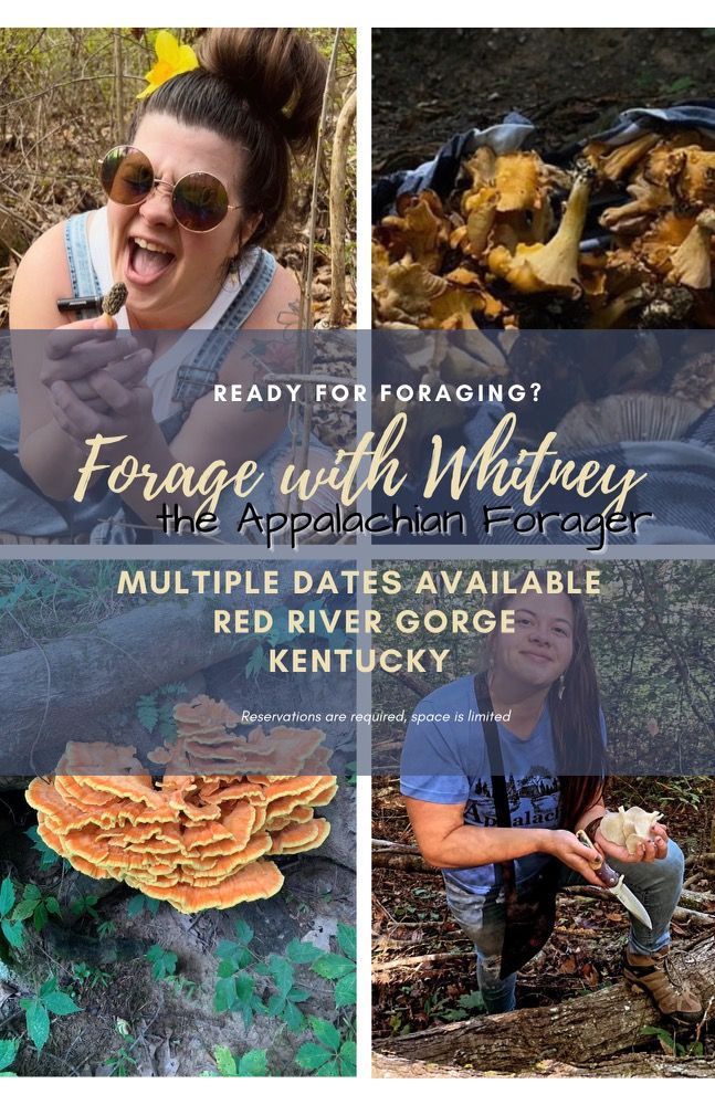Appalachian Forager - Forage with Me