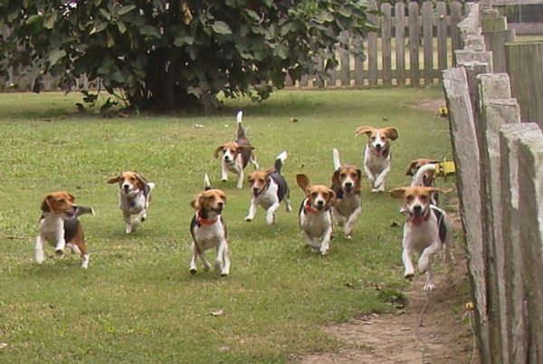 Beagles to the Rescue