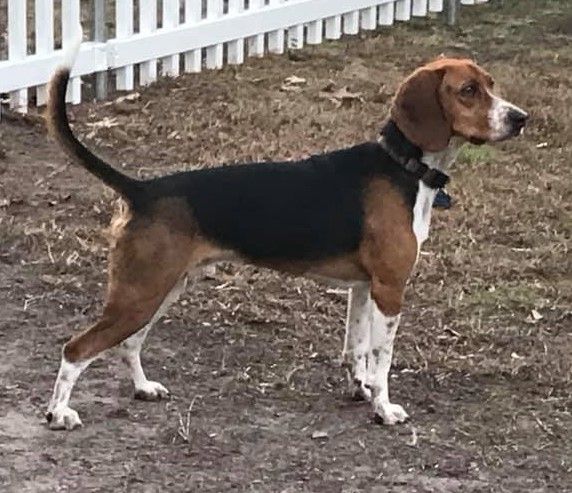 Can Beagles Have Long Legs