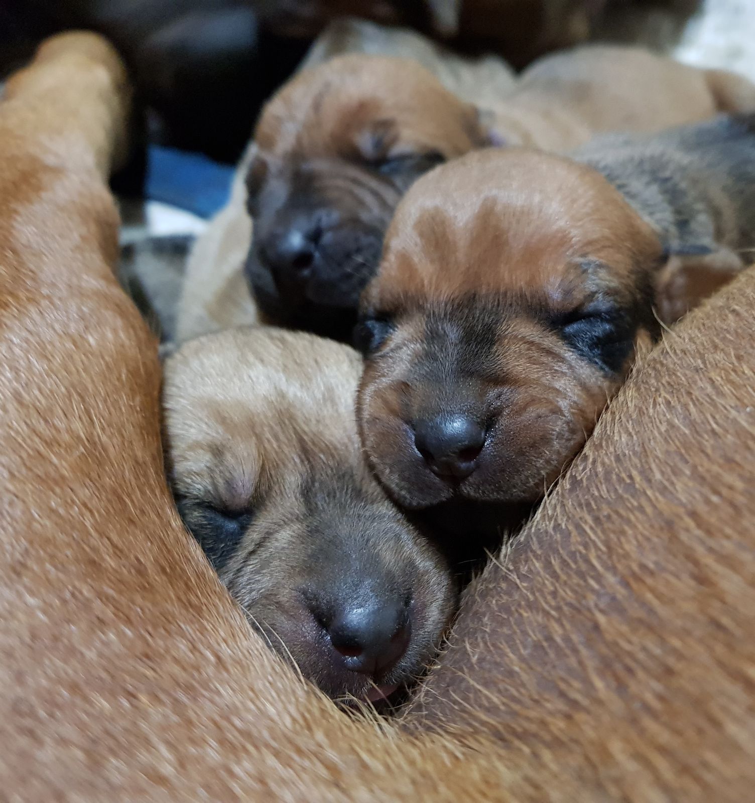 Najahari Rhodesian Ridgebacks - Puppies
