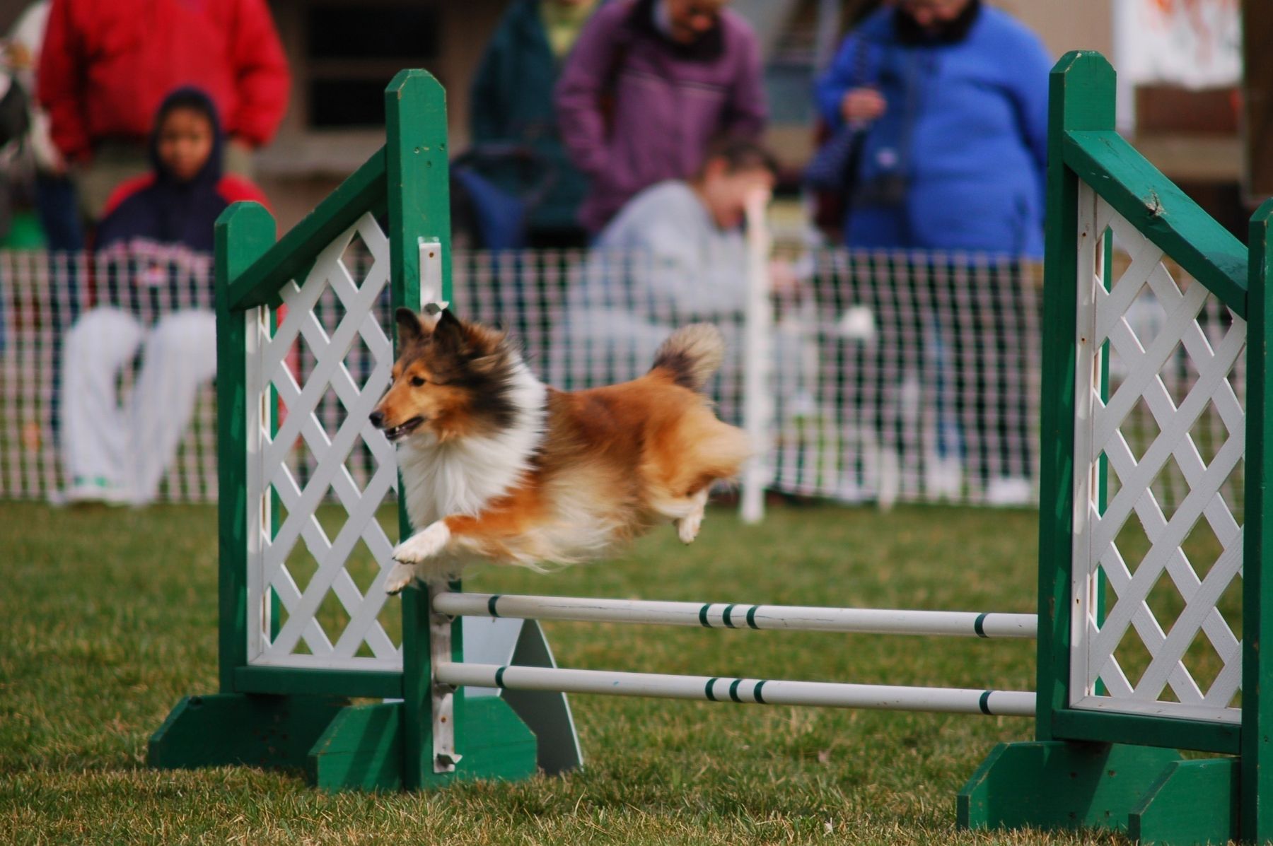 Pinelands Dog Training Center - UKI Agility Trials At Premier Sports Center