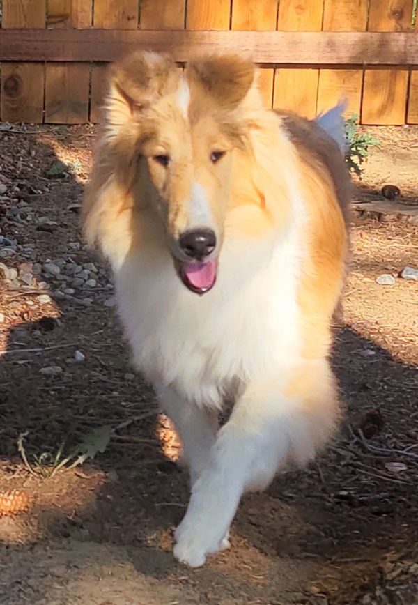 Riverrun Collies - Young Hopefuls