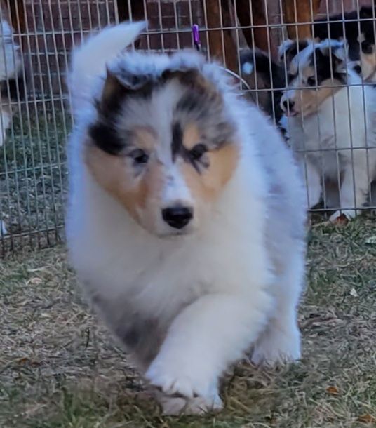 Riverrun Collies - Males