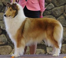 Riverrun Collies - Champions