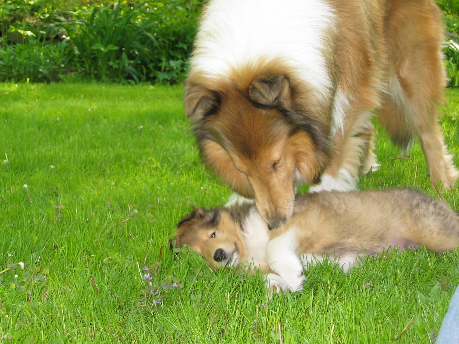 Riverrun Collies - Influential Collies