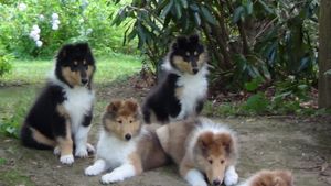 Riverrun Collies - Mister Pups