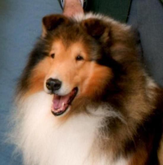 Riverrun Collies - Influential Collies