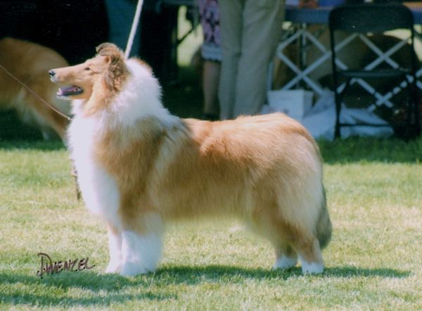 Riverrun Collies - Register of Merit