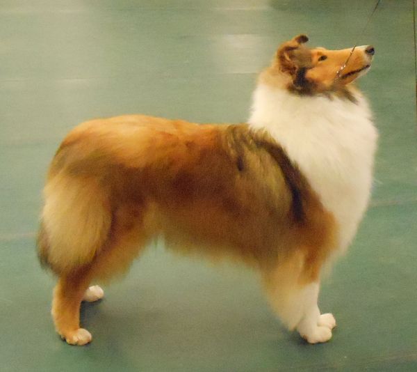 Riverrun Collies - Register of Merit