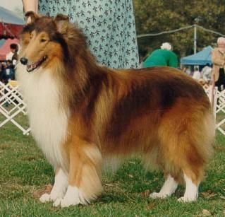 Riverrun Collies - Jeremy - CH. Riverrun Galatean Unleash The Lion