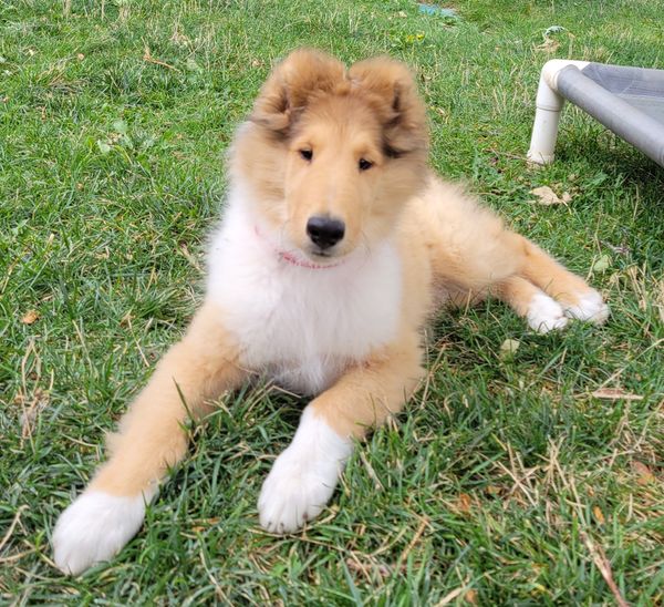 Riverrun Collies - Young Hopefuls