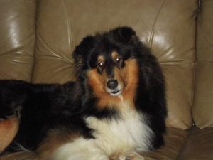 Riverrun Collies - Influential Collies