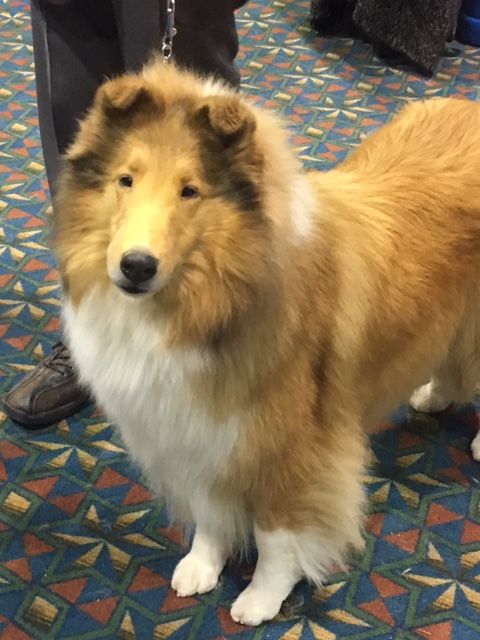 Riverrun Collies - In the Spotlight