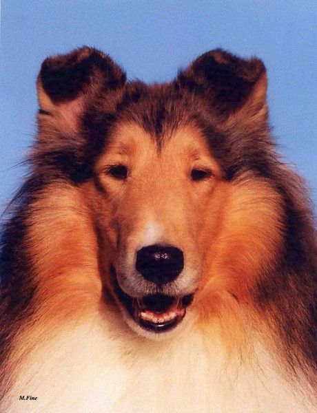 Riverrun Collies - Jeremy - CH. Riverrun Galatean Unleash The Lion