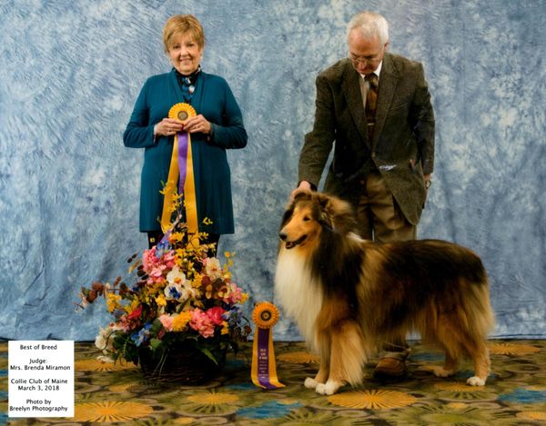 Riverrun Collies - Jeremy - CH. Riverrun Galatean Unleash The Lion