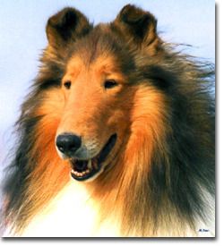 Riverrun Collies - Jeremy - CH. Riverrun Galatean Unleash The Lion