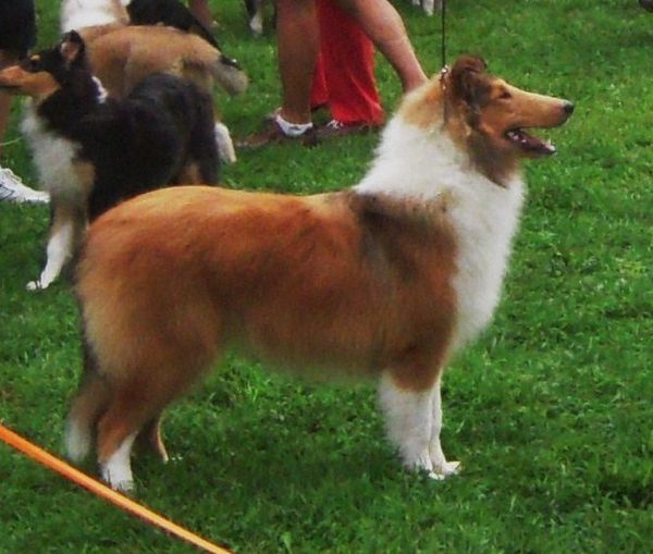 Riverrun Collies - Influential Collies