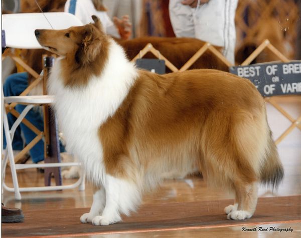 Riverrun Collies - Jeremy - CH. Riverrun Galatean Unleash The Lion