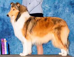 Riverrun Collies - Champions