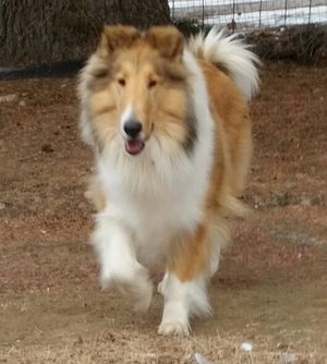 Riverrun Collies - Champions