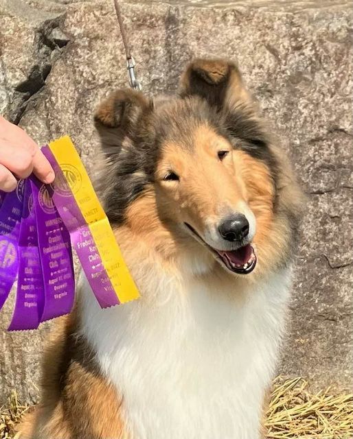 Riverrun Collies - Champions