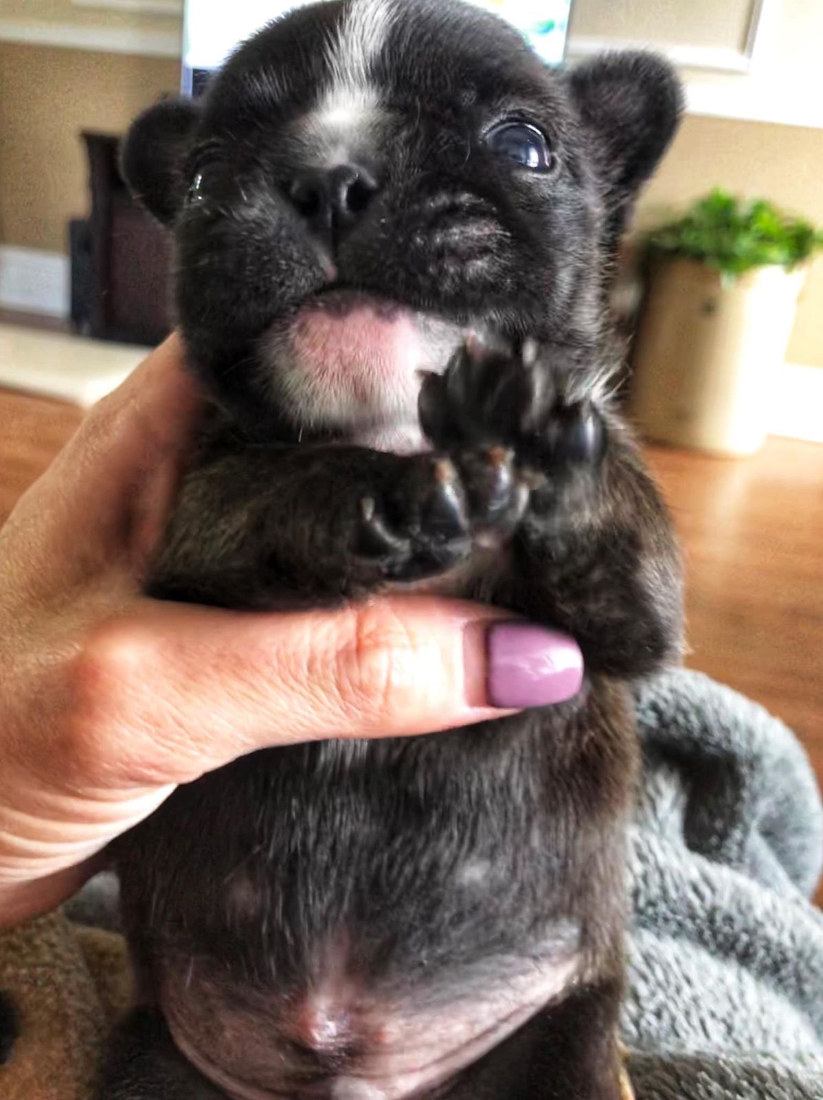 Abellio French Bulldogs - 2019 - Louise x Wizard