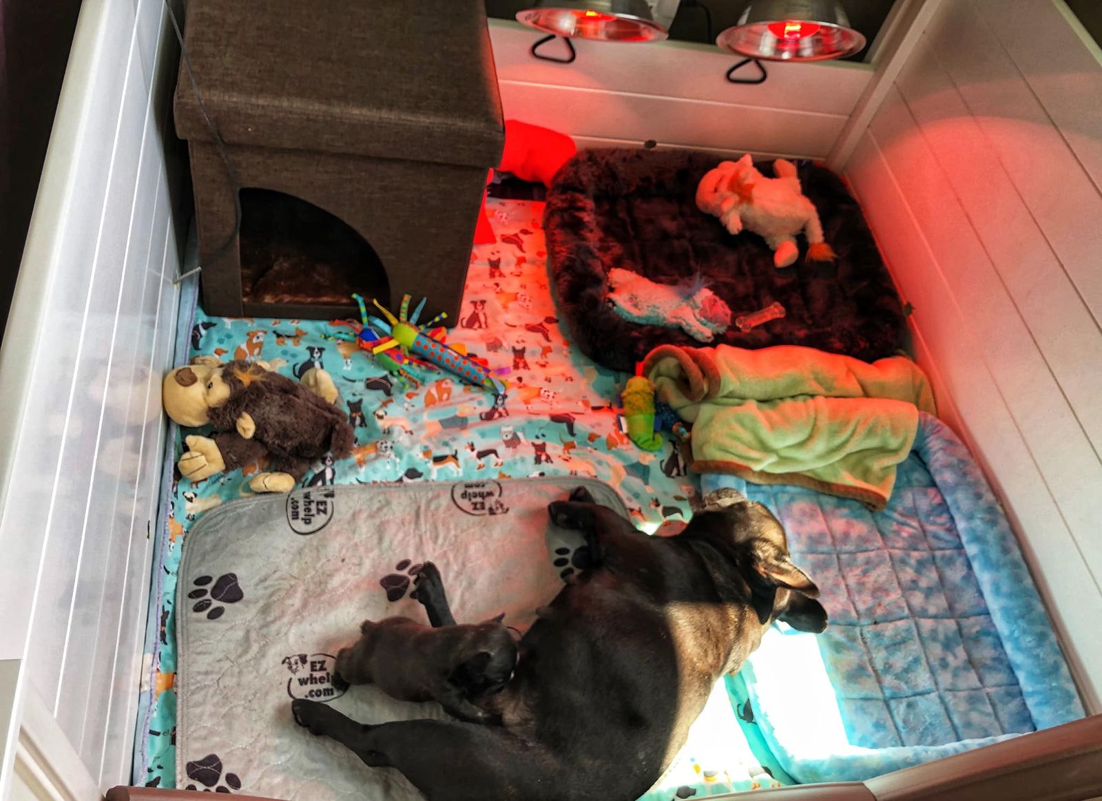 Abellio French Bulldogs - 2019 - Louise x Wizard