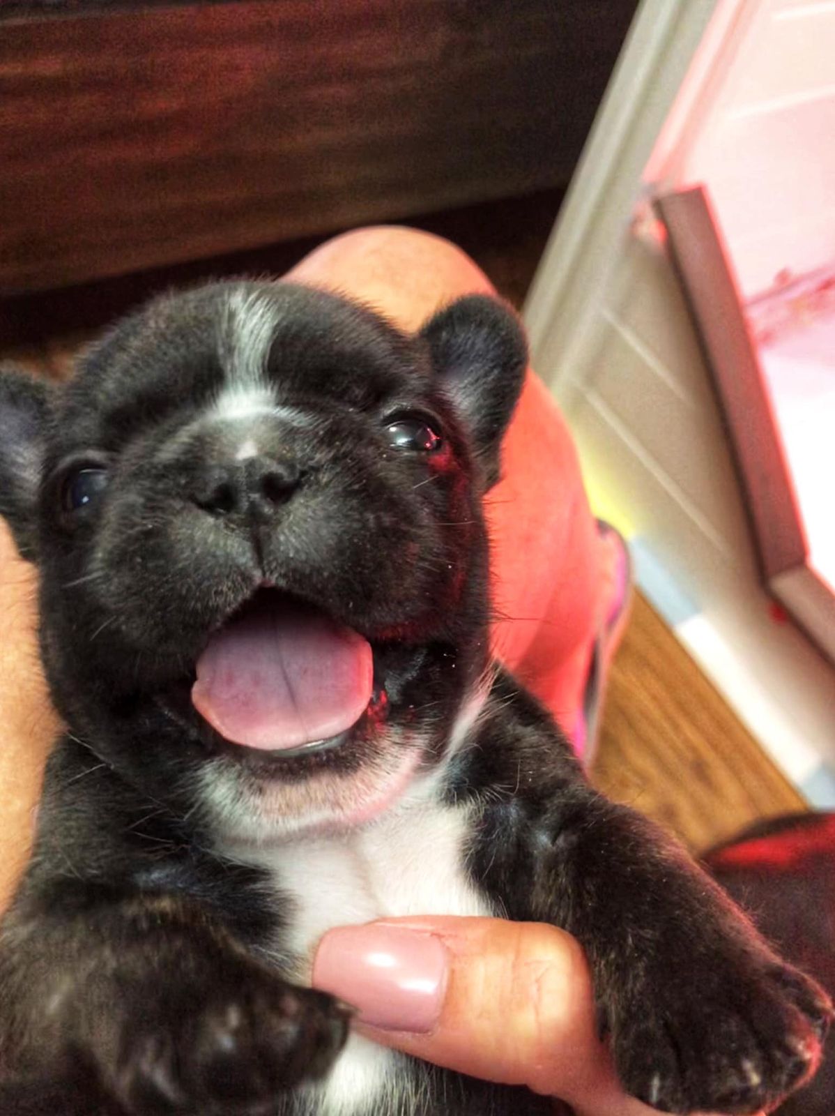 Abellio French Bulldogs - 2019 - Louise x Wizard