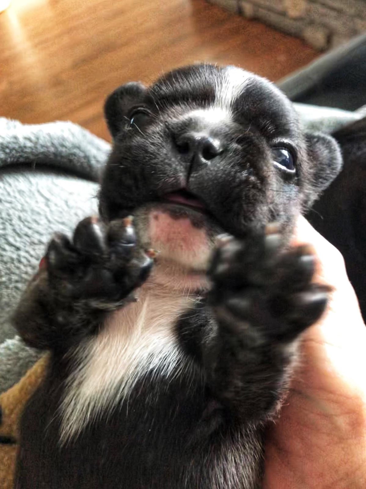 Abellio French Bulldogs - 2019 - Louise x Wizard