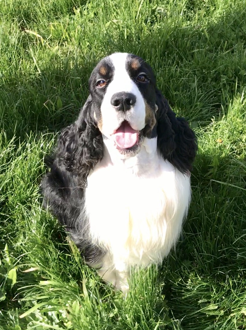 Starlet ~ AKC English Springer Spaniels in Oregon