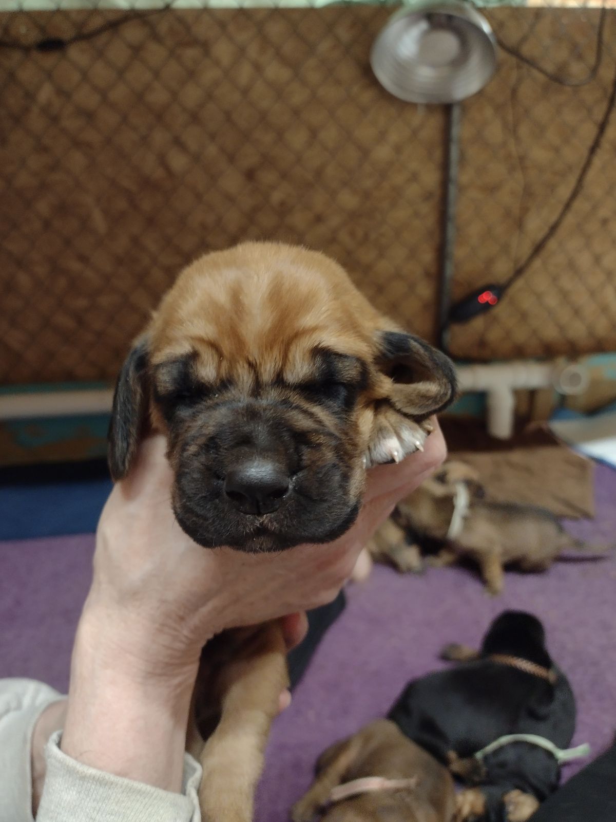 Cyclone Ridge Bloodhounds - Upcoming Puppies!!!