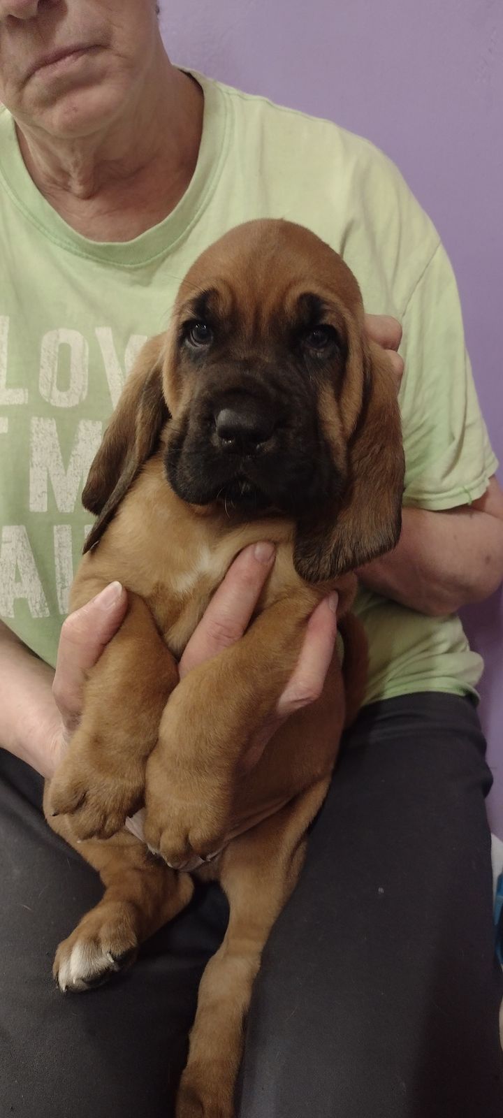 Cyclone Ridge Bloodhounds - Upcoming Puppies!!!